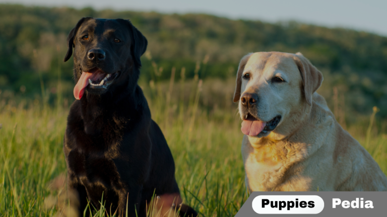 10 Best Types of Labradors: Colors, Lines, and Traits Explained ...